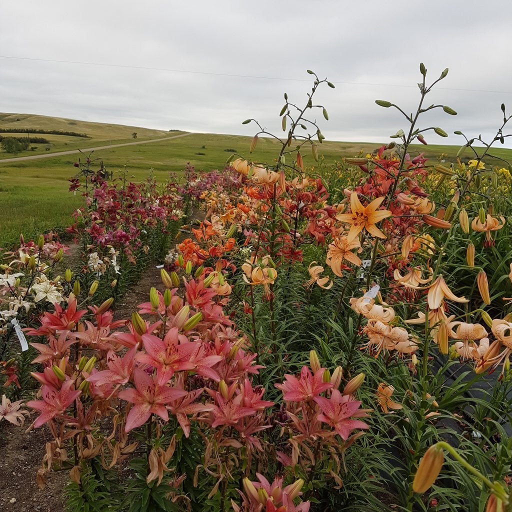 Hardy Mixed Asiatic Lily Seeds - 30 seeds - Lilyfield Farm