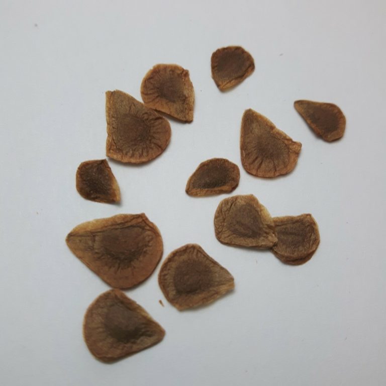 Planting Asiatic Lily Seeds - Lilyfield Farm