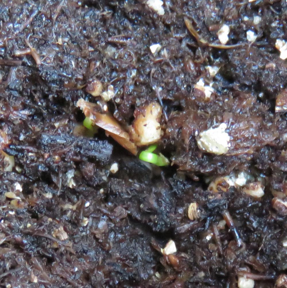 Planting Asiatic Lily Seeds - Lilyfield Farm