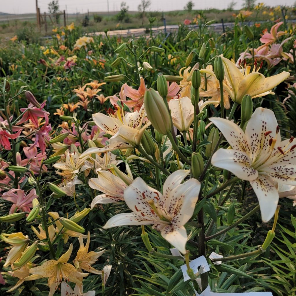 Mixed Lily Bulbs - Colour Mix - 3 Bulbs - Lilyfield Farm