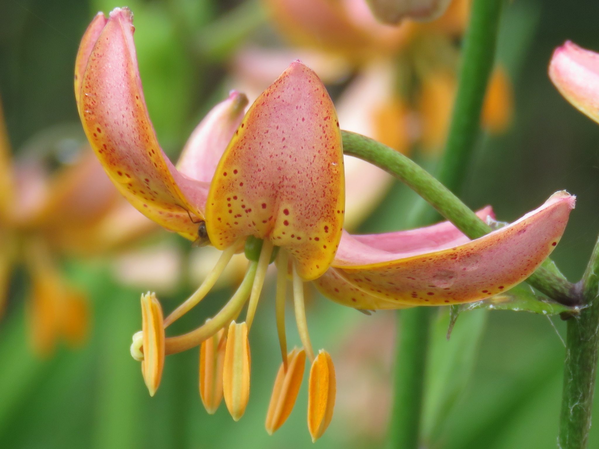 Early Bird - Martagon Lily - Lilyfield Farm