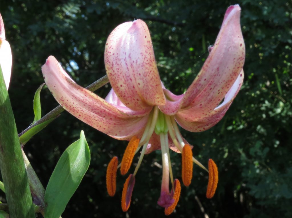 1 packet Mixed Martagon Lily Seed, Shade Plant - 15 seeds - Lilyfield Farm
