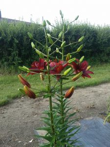 Spring Lake (LF, 2020) - Lilyfield Farm