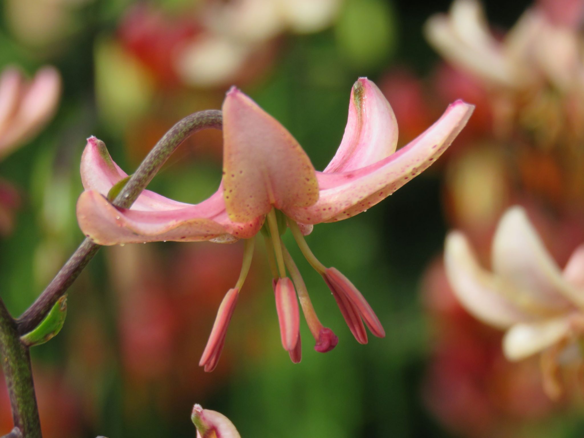 Sweet Betsy - Martagon Lily - Lilyfield Farm
