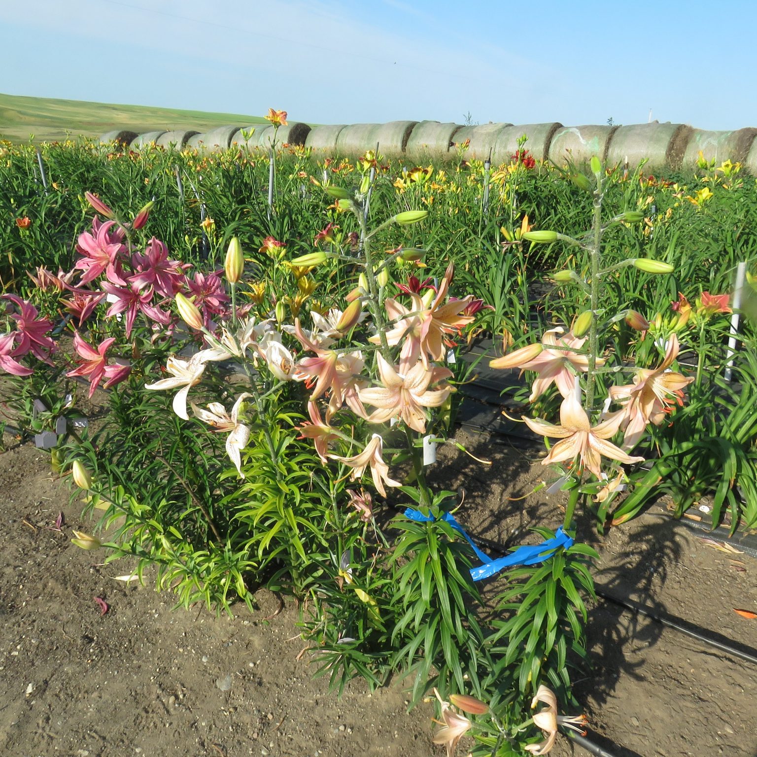 Lilyfield Farm – Lilies and daylilies on the Canadian prairies.