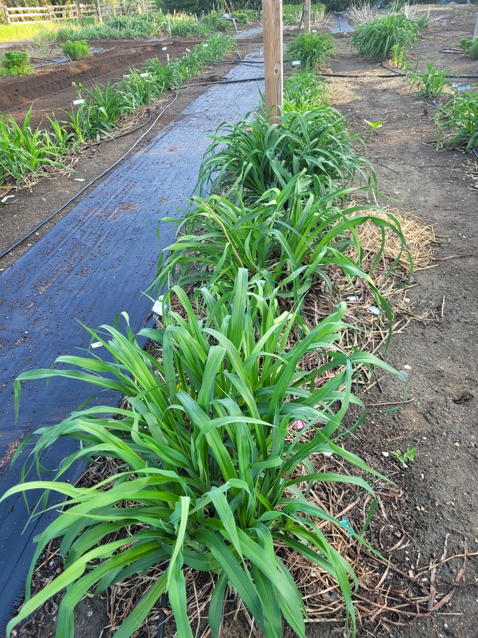 Lilyfield Farm – Lilies and daylilies on the Canadian prairies.