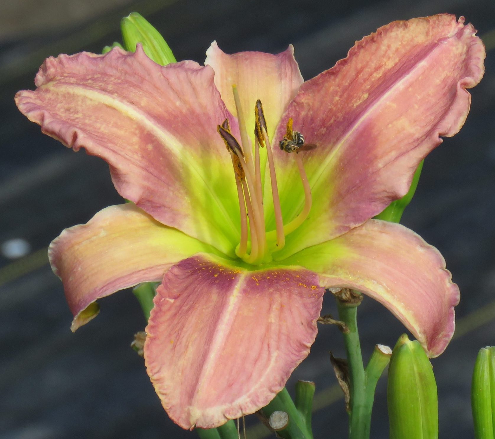 Pink Whip Tips – Lilyfield Farm