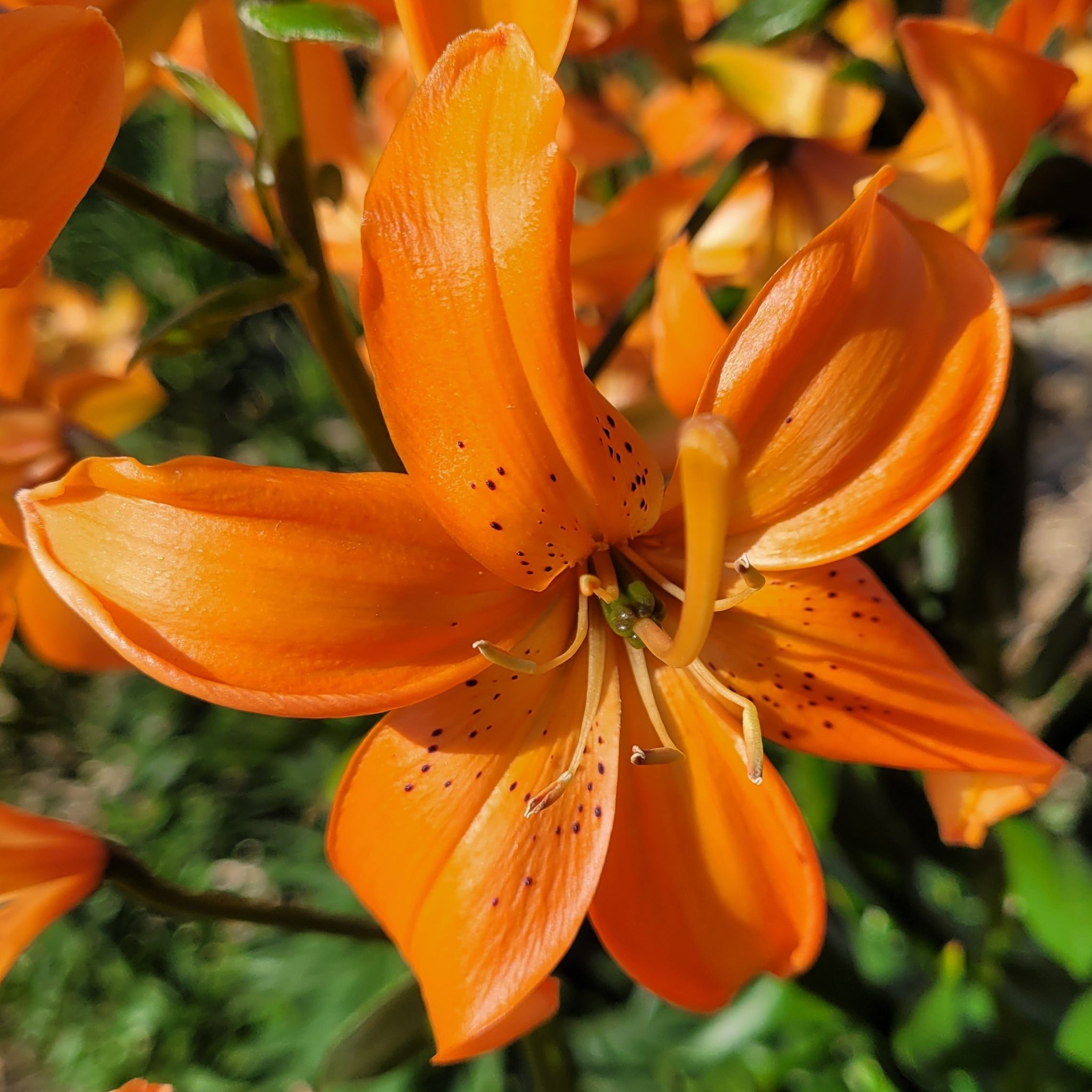 Lilyfield Farm – Lilies and daylilies on the Canadian prairies.