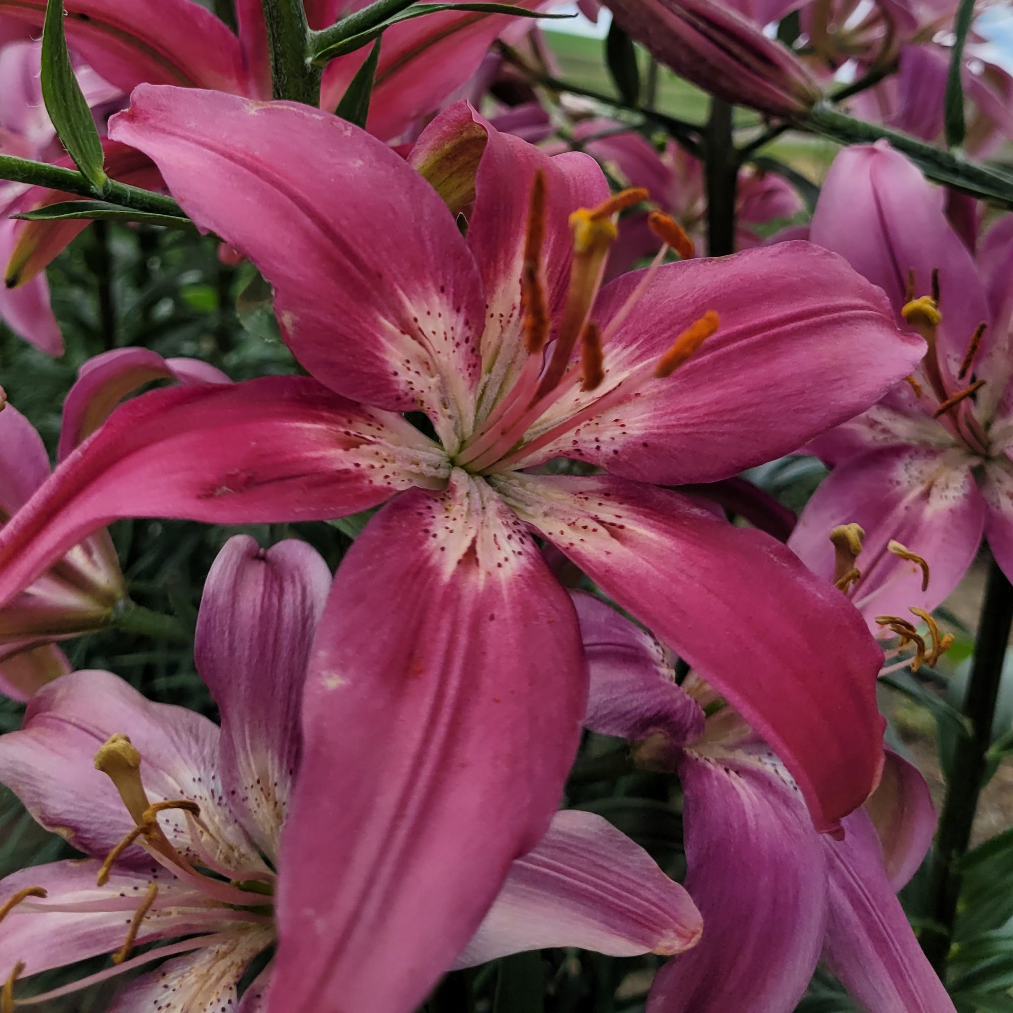 Lilyfield Farm – Lilies and daylilies on the Canadian prairies.