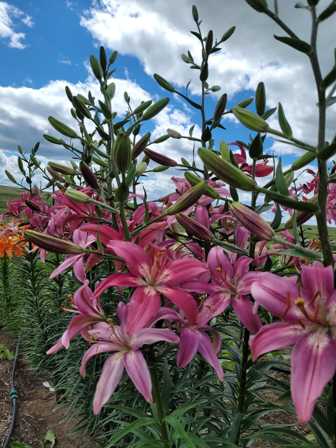 Lilyfield Farm – Lilies and daylilies on the Canadian prairies.