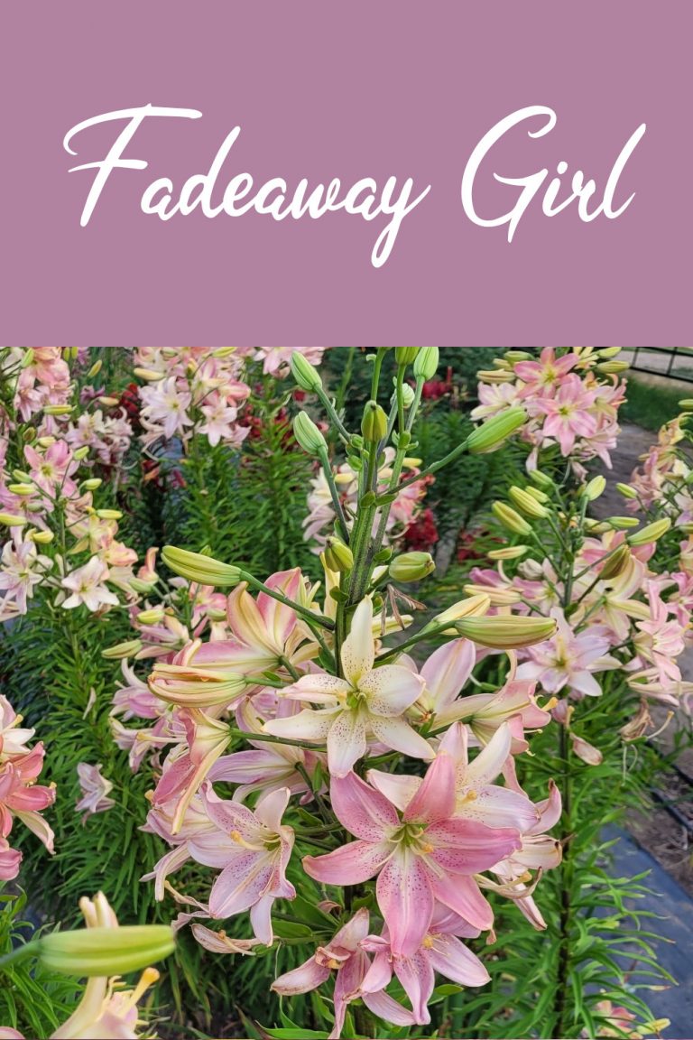 Lilyfield Farm – Lilies and daylilies on the Canadian prairies.