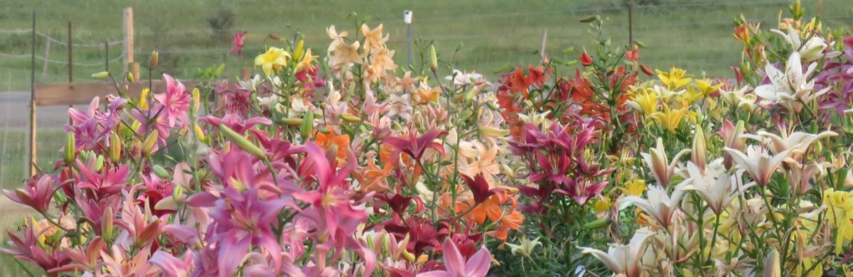 GROWING ASIATIC LILIES FROM SEED - Lilyfield Farm