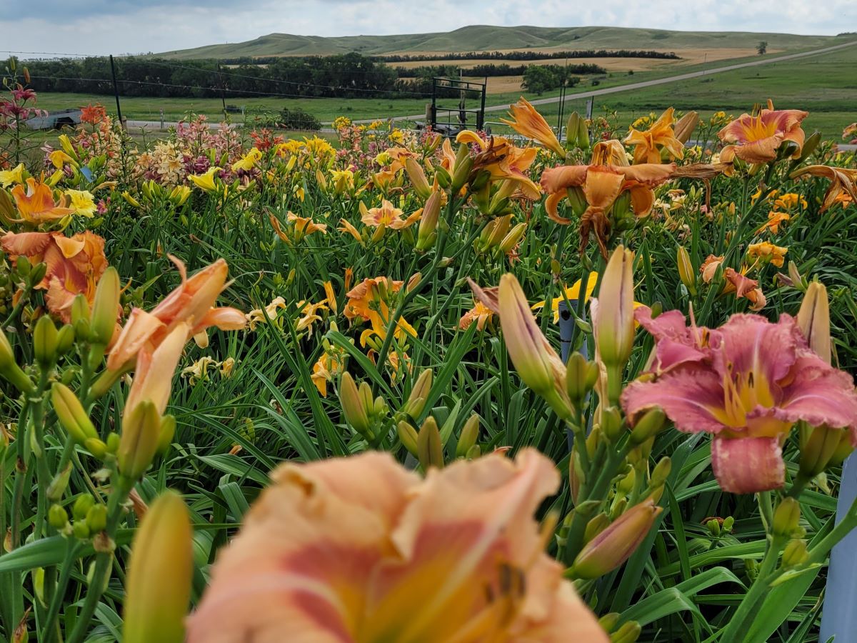 Lilyfield Daylilies: Your Questions Answered - Lilyfield Farm