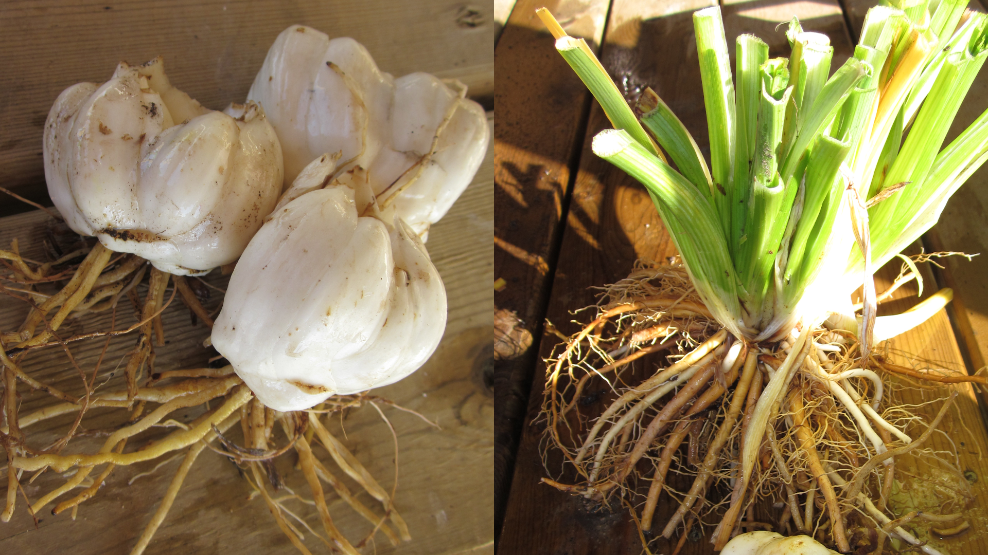 Lilies & Daylilies: How To Tell The Difference - Lilyfield Farm