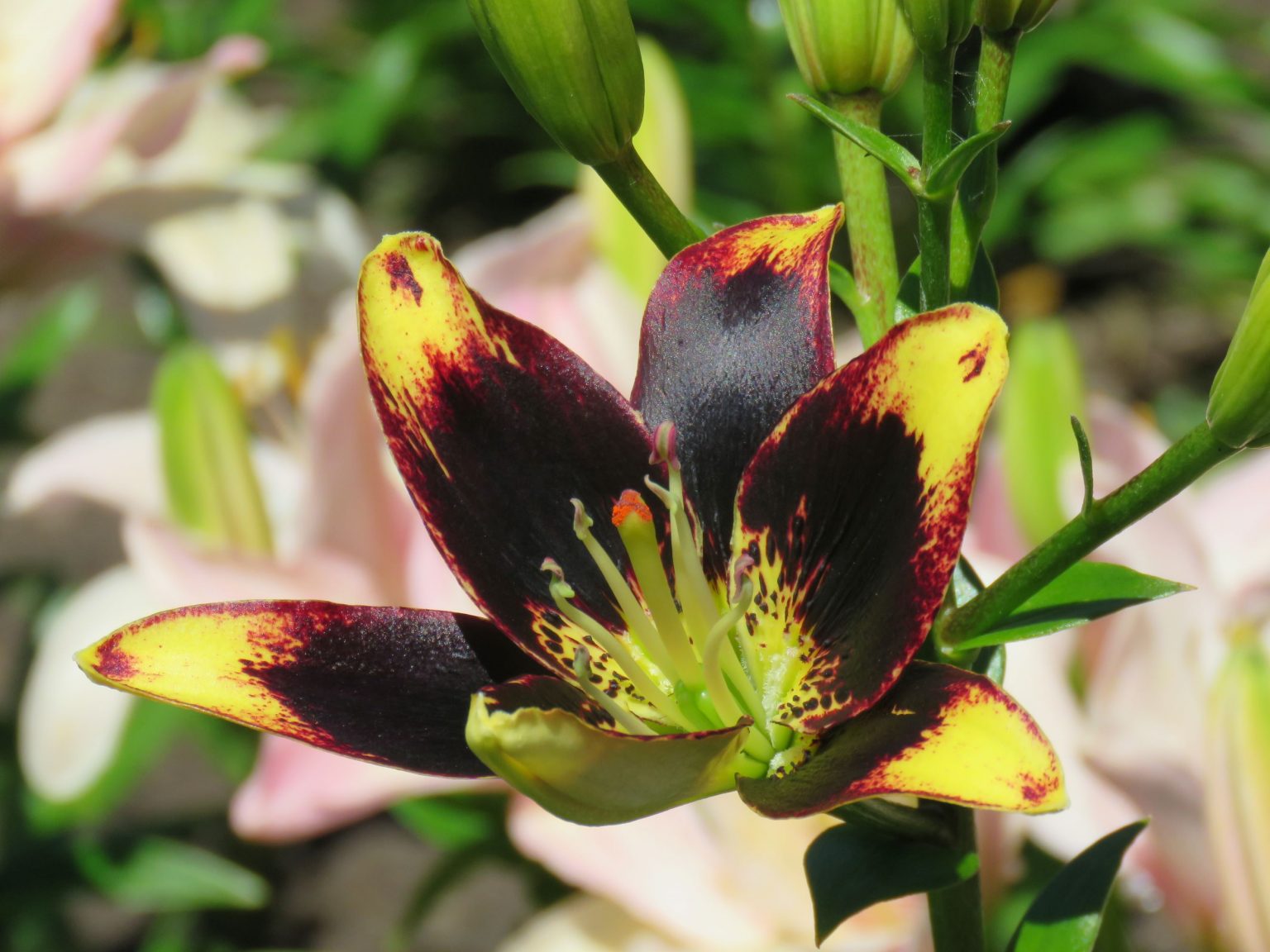 Lilies & Daylilies: How To Tell The Difference - Lilyfield Farm
