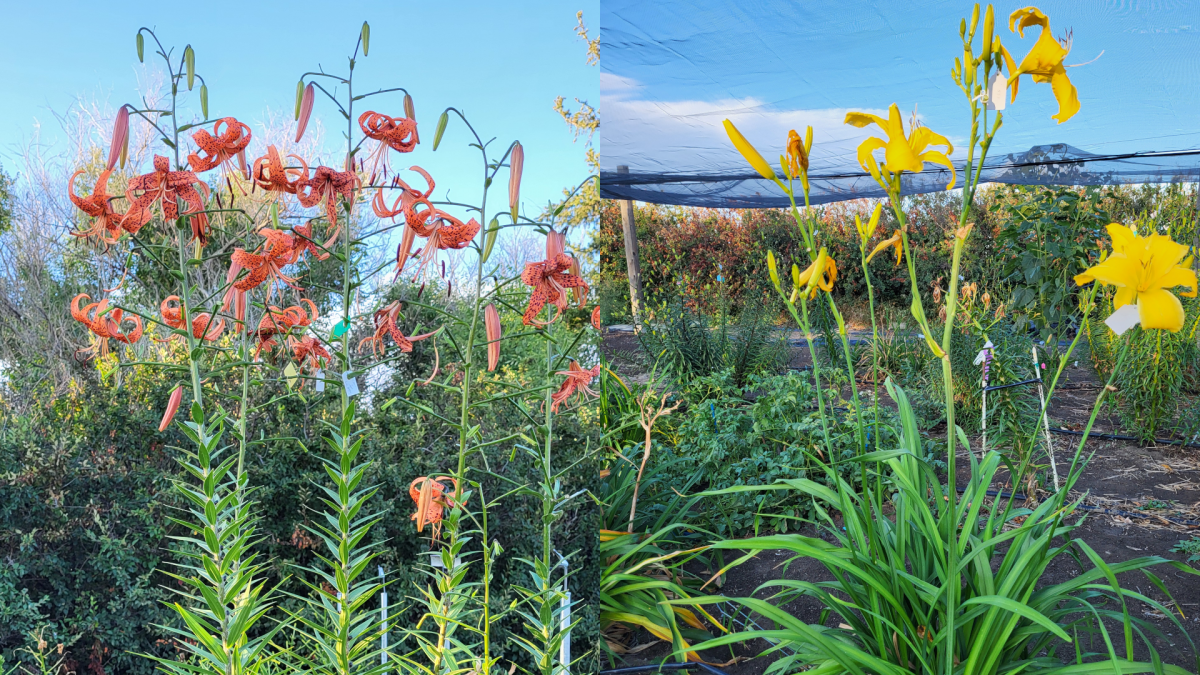 Lilies & Daylilies: How To Tell The Difference - Lilyfield Farm