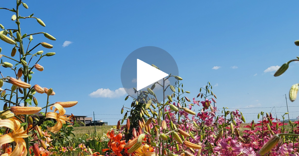 Lilyfield Farm - Lilies & Daylilies On The Canadian Prairies