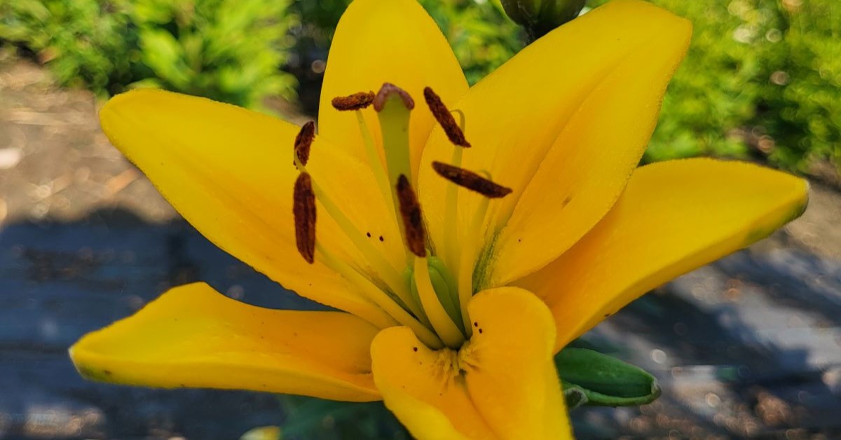 Lilyfield Farm - Lilies & Daylilies On The Canadian Prairies