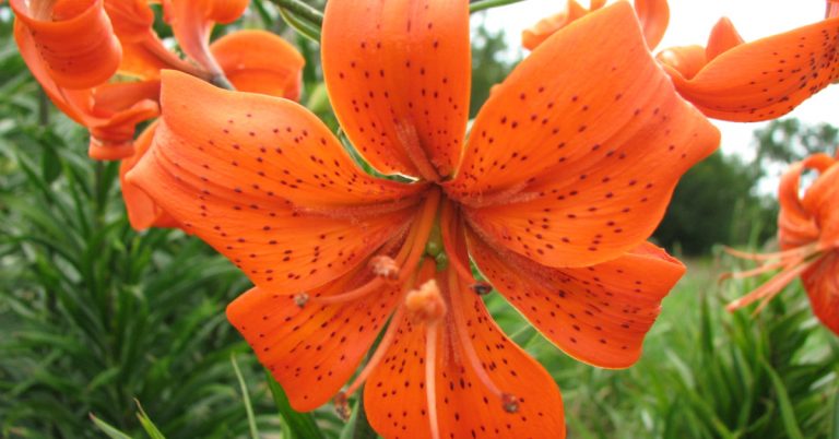 Lilyfield Farm - Lilies & Daylilies On The Canadian Prairies