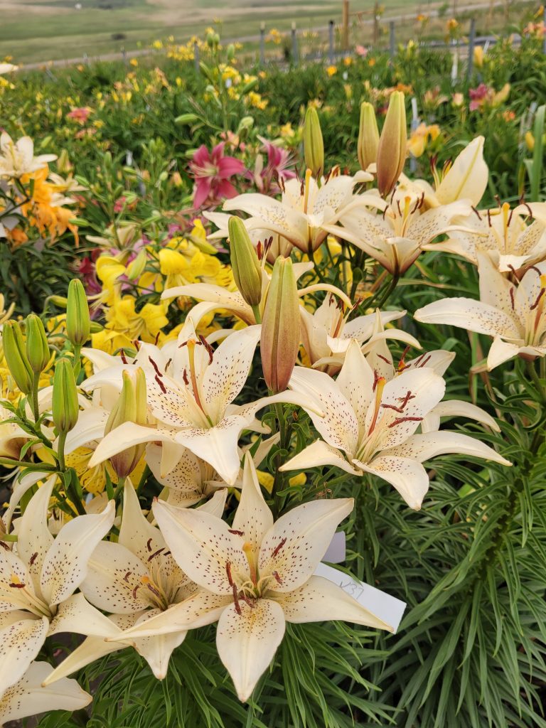 Lilyfield Farm - Lilies & Daylilies On The Canadian Prairies