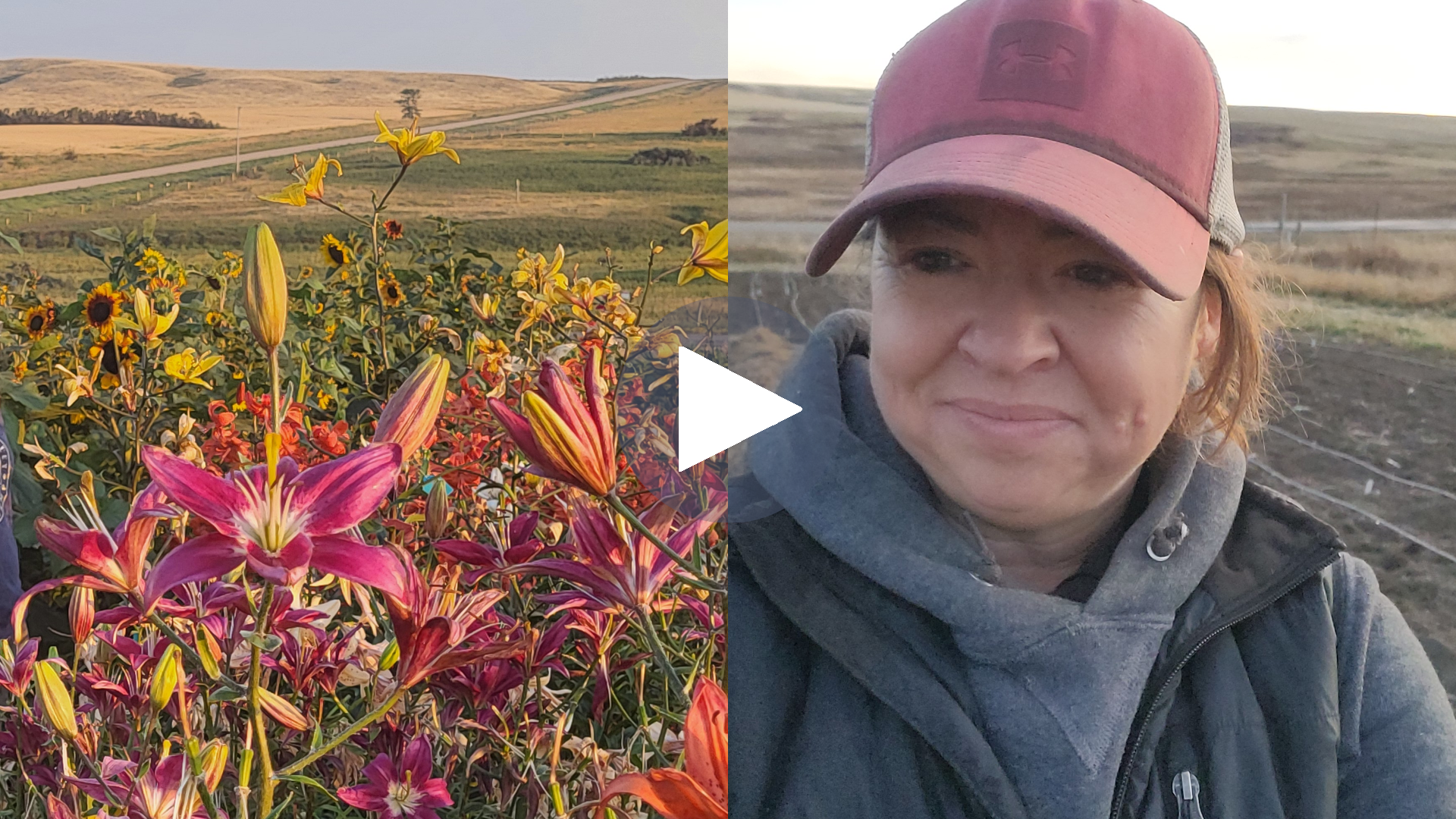 Lilyfield Farm - Lilies & Daylilies On The Canadian Prairies